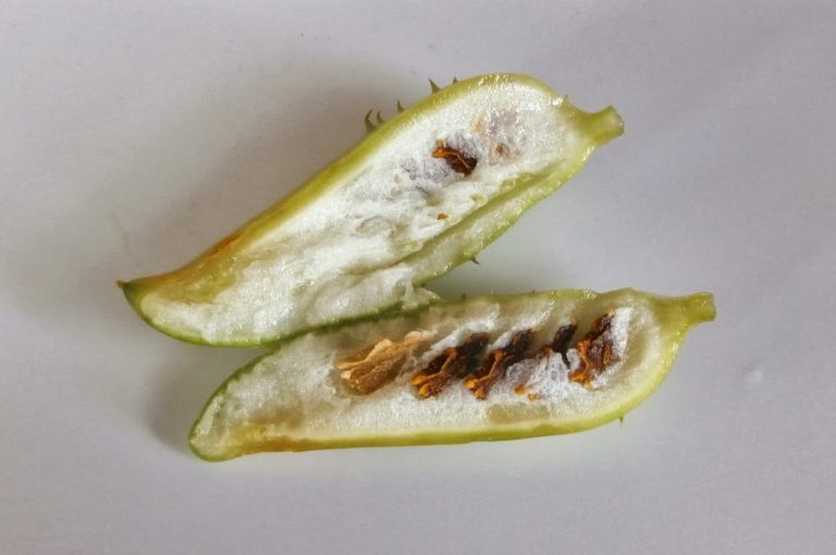 achocha (Cyclanthera pedata) – Cultivariable