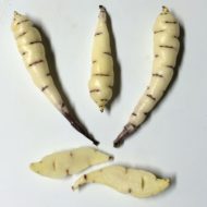 Mashua (Tropaeolum tuberosum) – Cultivariable