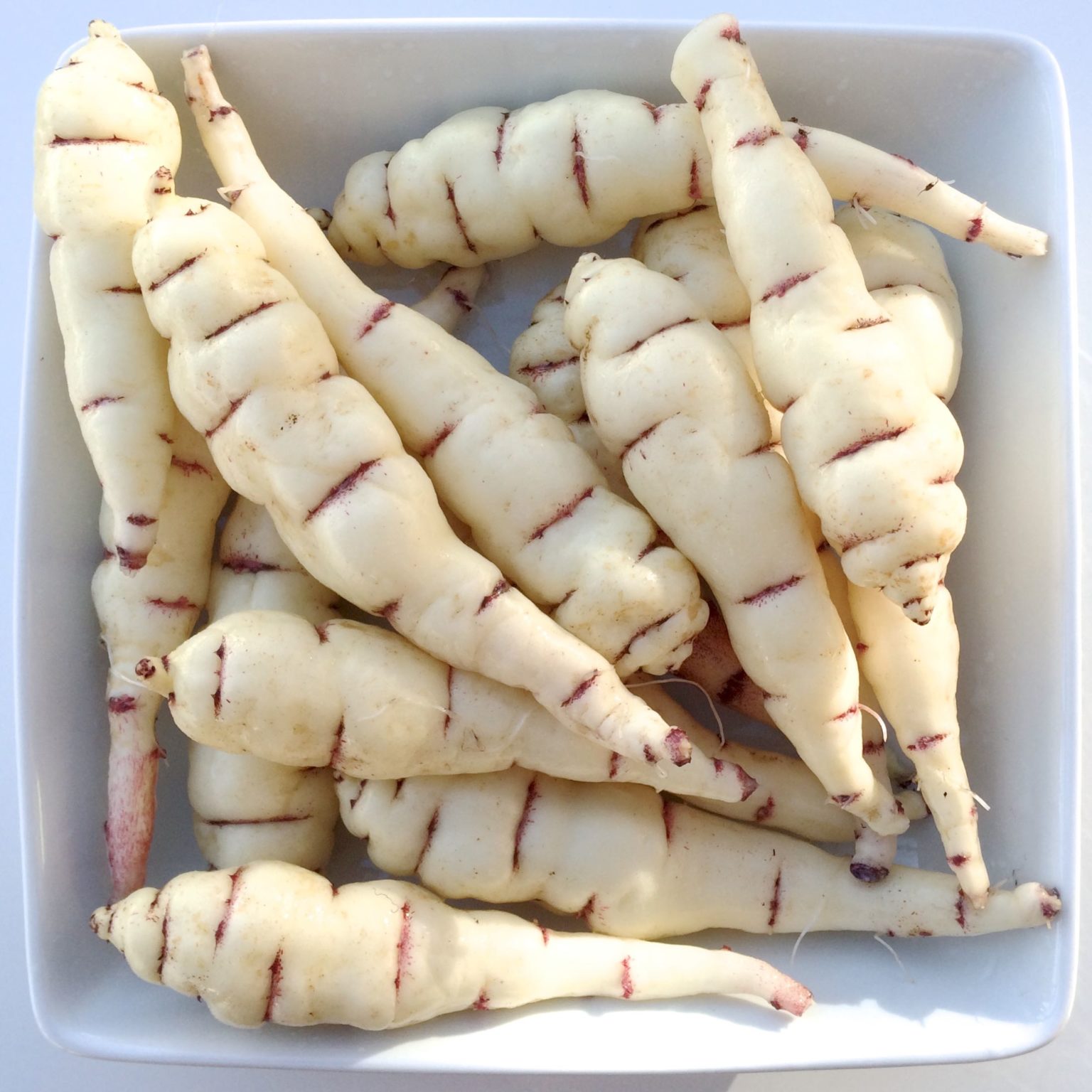 Mashua (Tropaeolum tuberosum) – Cultivariable