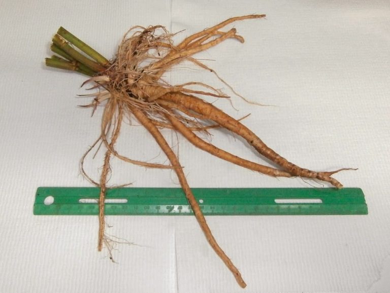 skirret (Sium sisarum) – Cultivariable