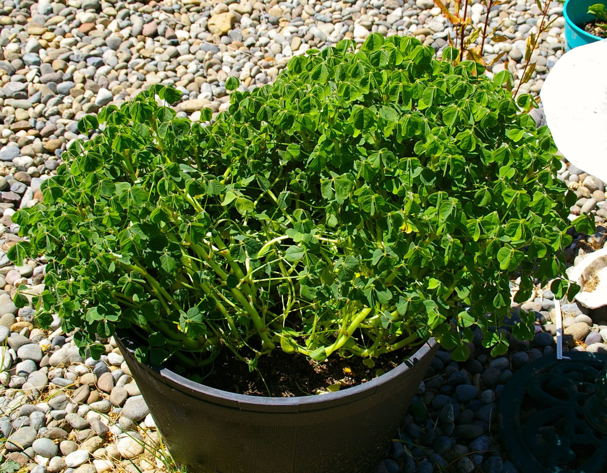 Oca (Oxalis tuberosa) – Cultivariable