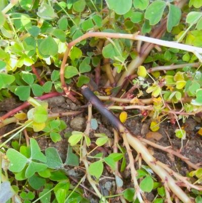 Oca (Oxalis tuberosa) – Cultivariable