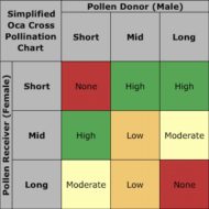 Oca (Oxalis tuberosa) – Cultivariable