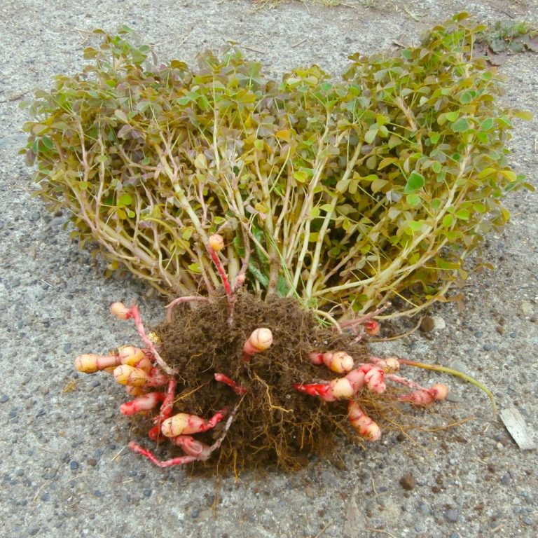 Oca (Oxalis tuberosa) – Cultivariable