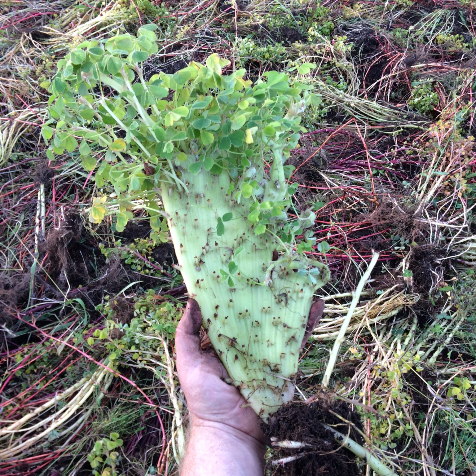 Oca (Oxalis tuberosa) – Cultivariable