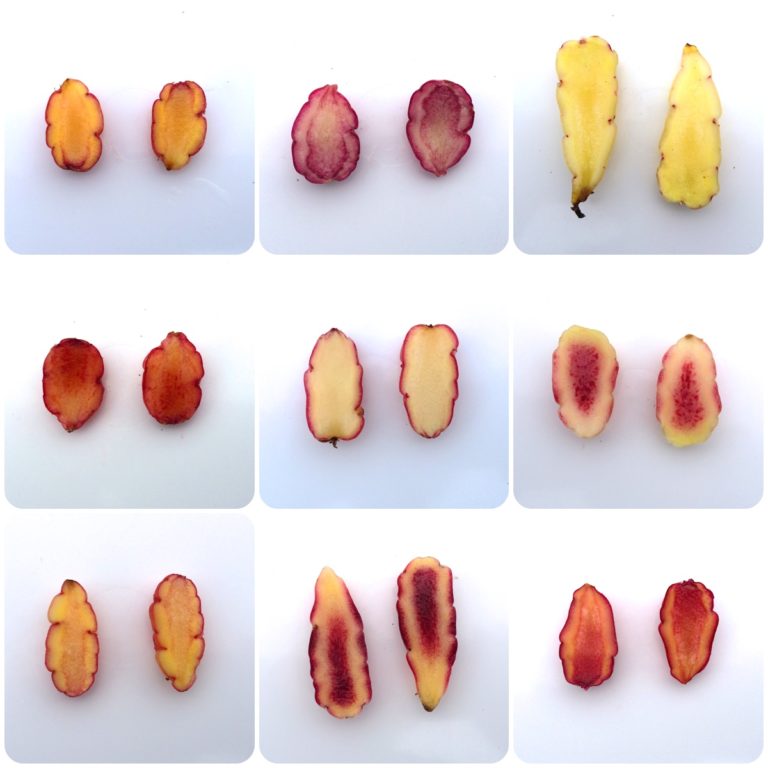 Oca (Oxalis tuberosa) – Cultivariable