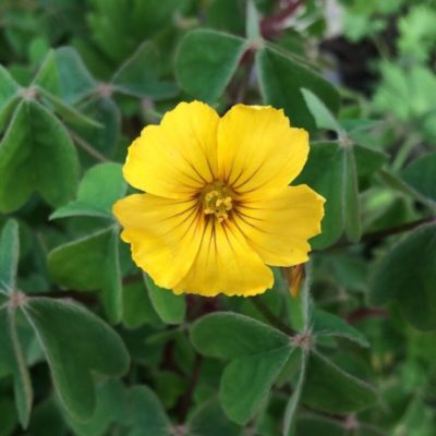 Oca (Oxalis tuberosa) – Cultivariable