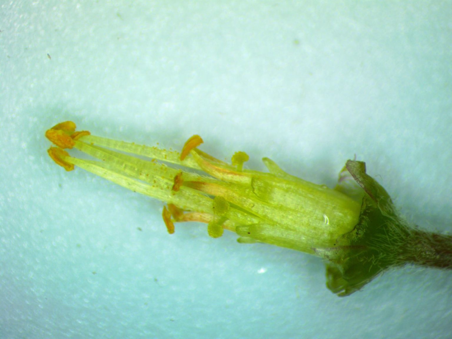 Oca (Oxalis tuberosa) – Cultivariable