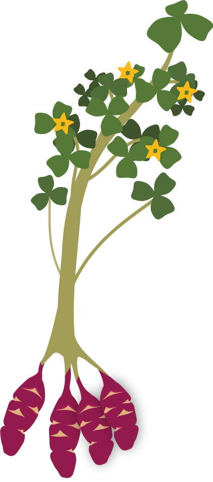 Oca (Oxalis tuberosa) – Cultivariable