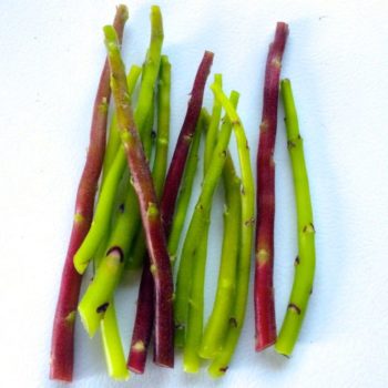 Oca (Oxalis tuberosa) – Cultivariable