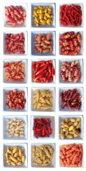 Oca (Oxalis tuberosa) – Cultivariable