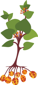 Ulluco (Ullucus tuberosus) – Cultivariable