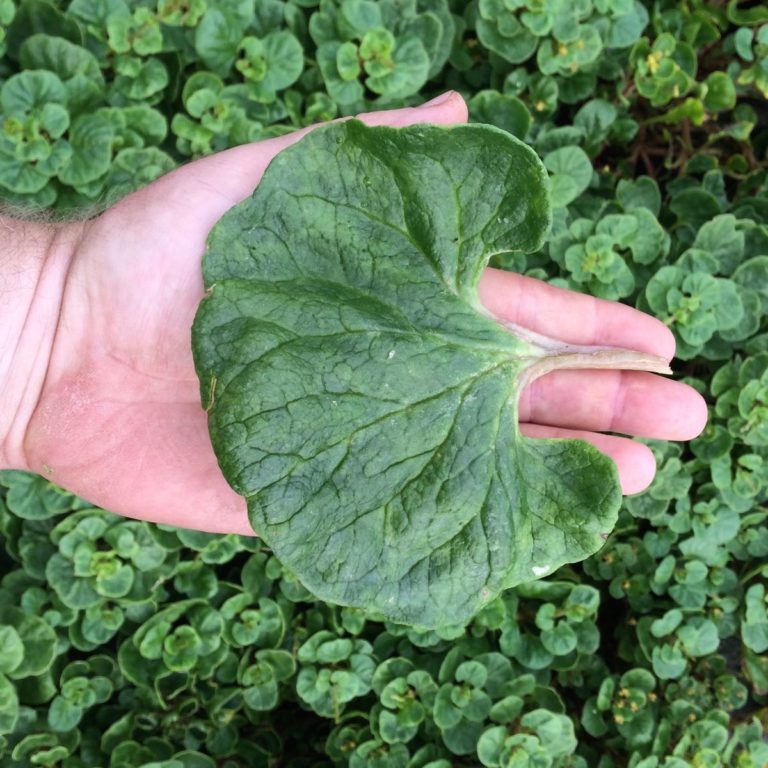 Ulluco (Ullucus tuberosus) – Cultivariable