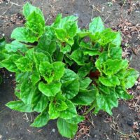 Ulluco (Ullucus tuberosus) – Cultivariable