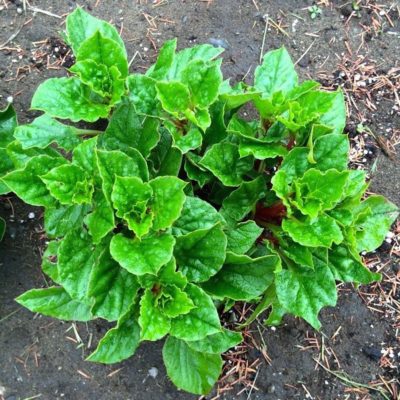 Ulluco (Ullucus tuberosus) – Cultivariable