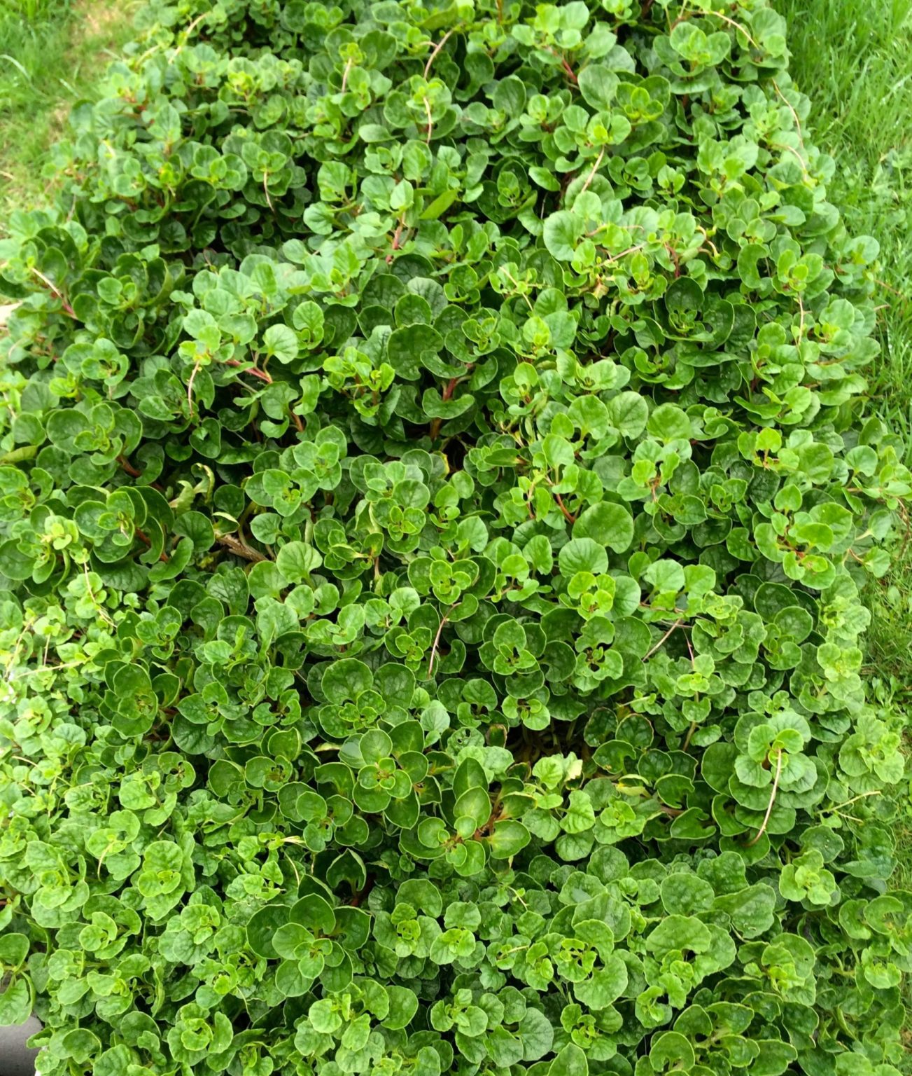 Ulluco (Ullucus tuberosus) – Cultivariable
