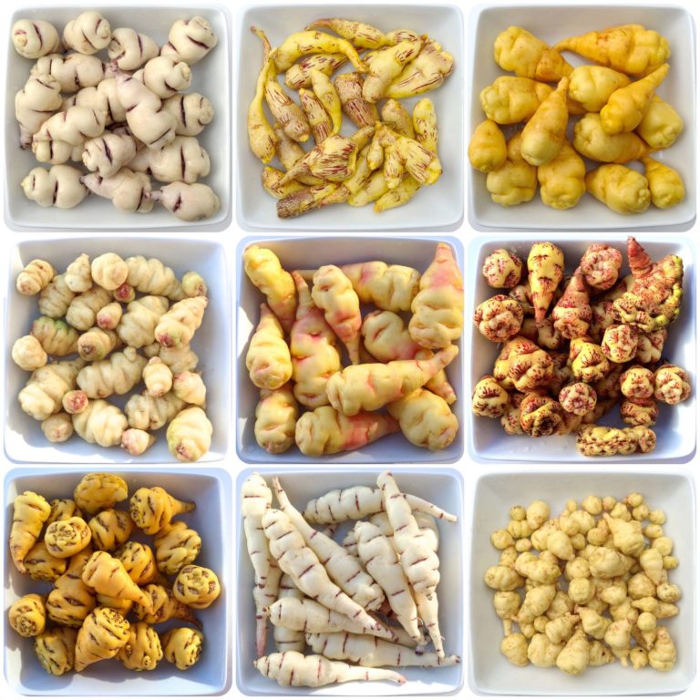 Mashua (Tropaeolum tuberosum) – Cultivariable