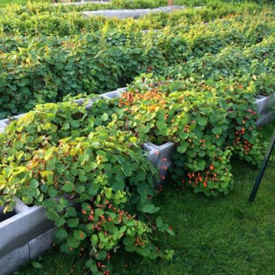 Mashua (Tropaeolum tuberosum) – Cultivariable