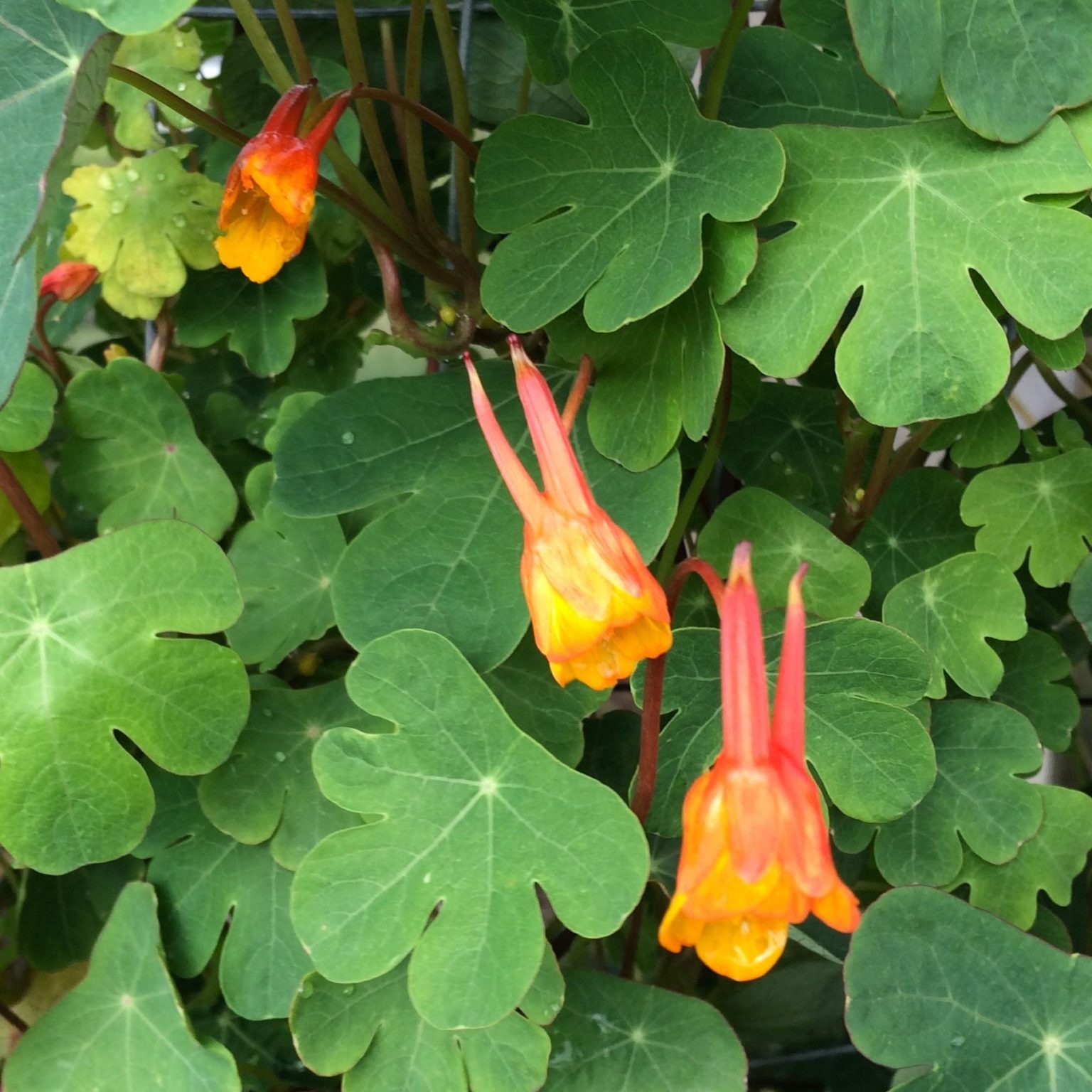 Mashua (Tropaeolum tuberosum) – Cultivariable