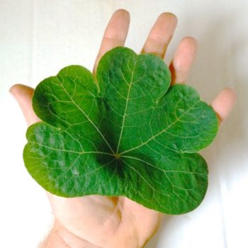 Mashua (Tropaeolum tuberosum) – Cultivariable