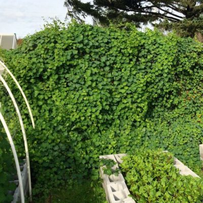 Mashua (Tropaeolum tuberosum) – Cultivariable