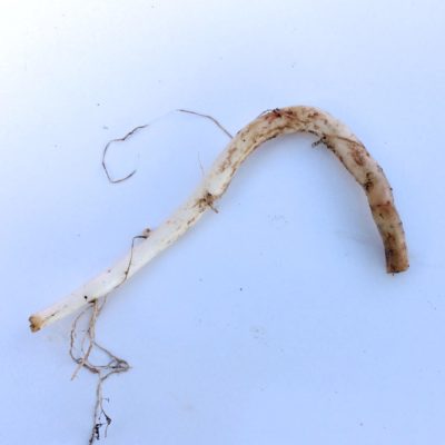 Mashua (Tropaeolum tuberosum) – Cultivariable