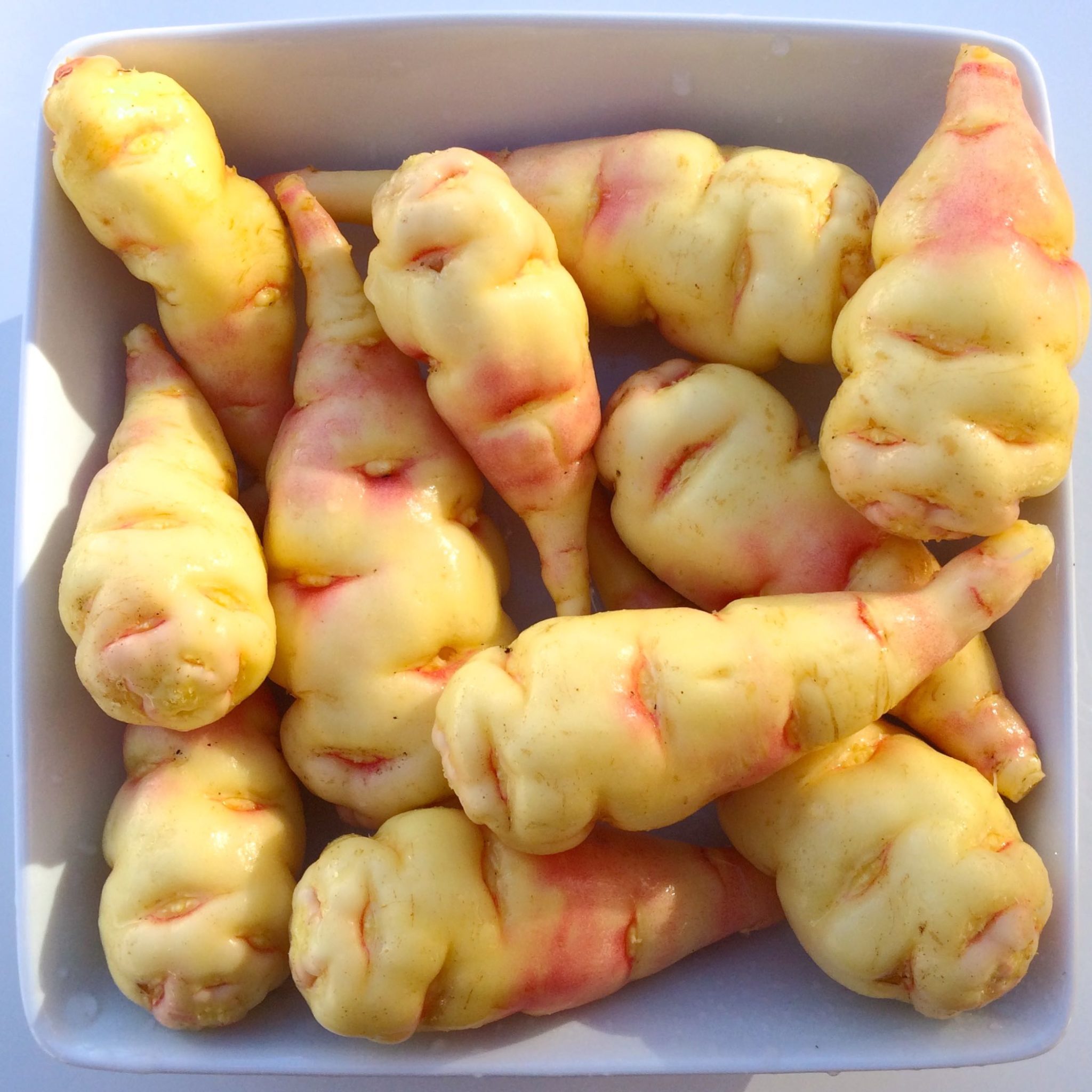 Mashua, Orange – Cultivariable