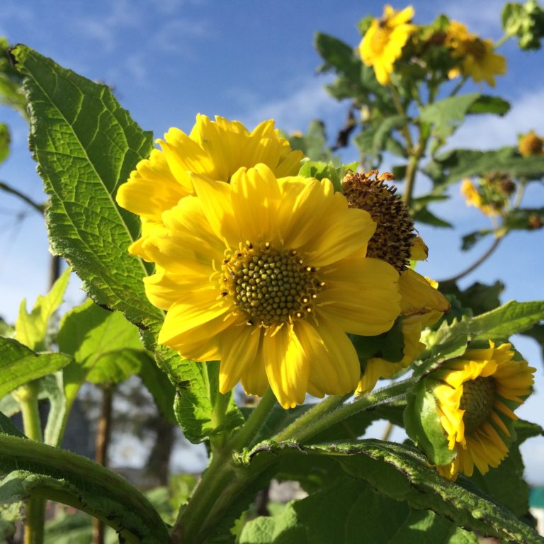 Yacon (Smallanthus sonchifolius) – Cultivariable