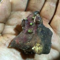 Yacon (Smallanthus sonchifolius) – Cultivariable