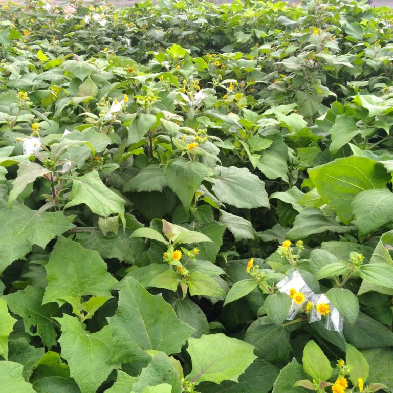 Yacon (Smallanthus sonchifolius) – Cultivariable