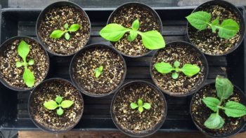 Yacon (Smallanthus sonchifolius) – Cultivariable