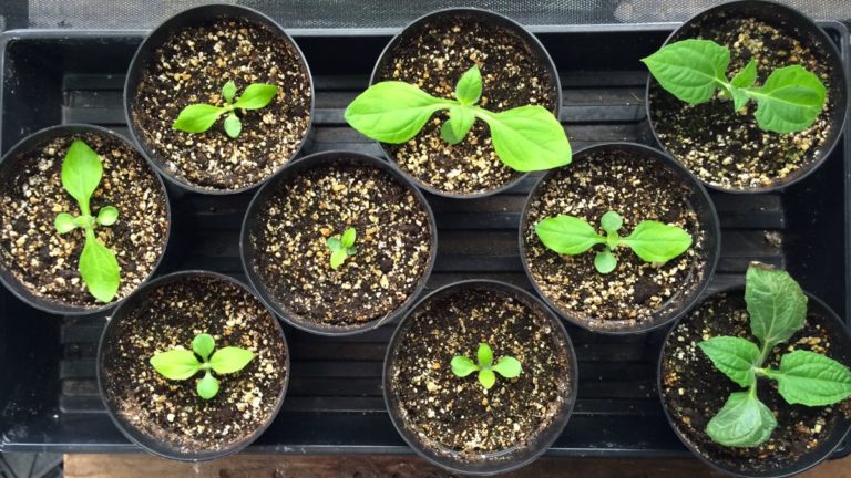 Yacon (Smallanthus sonchifolius) – Cultivariable