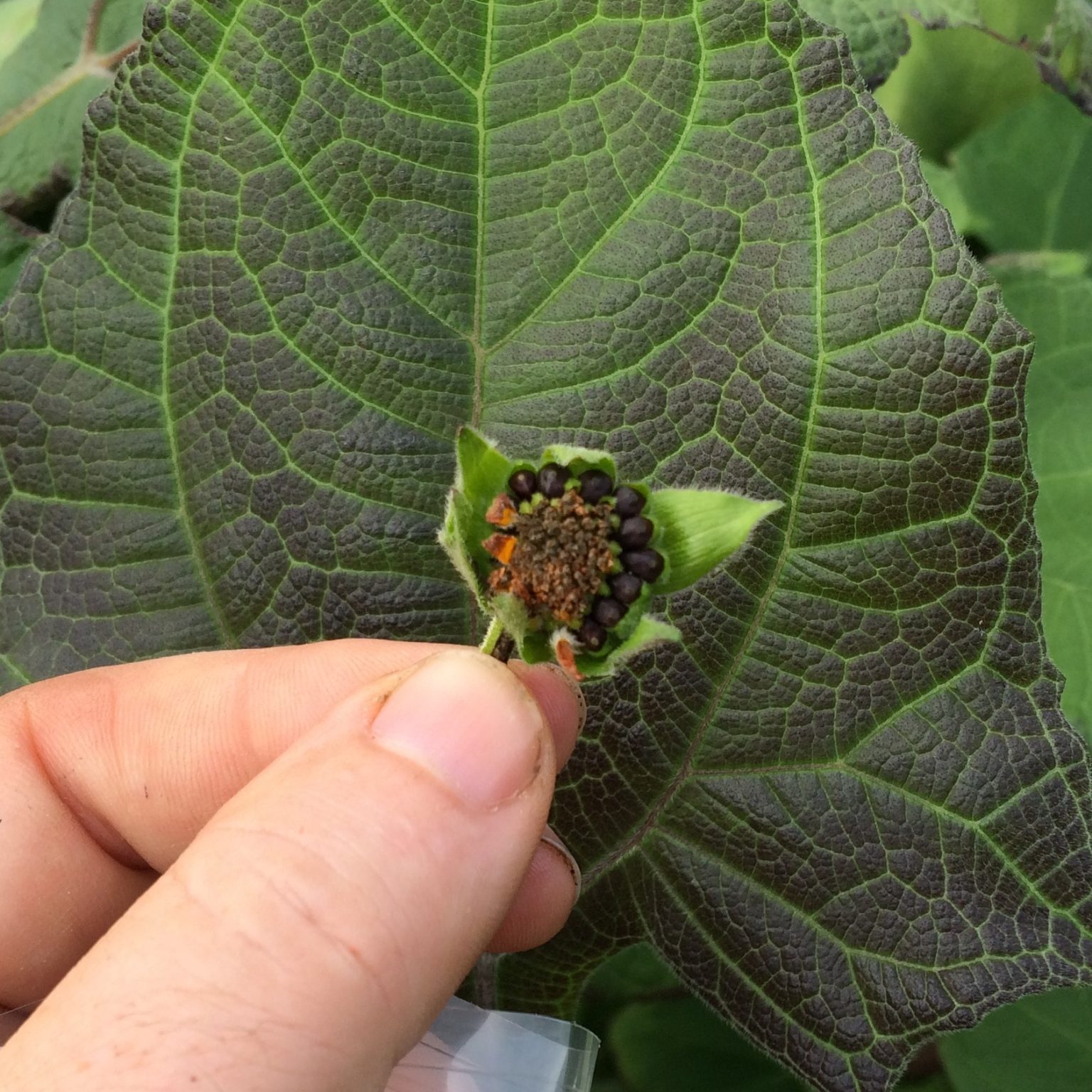 Yacon (Smallanthus sonchifolius) – Cultivariable