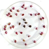 Yacon (Smallanthus sonchifolius) – Cultivariable