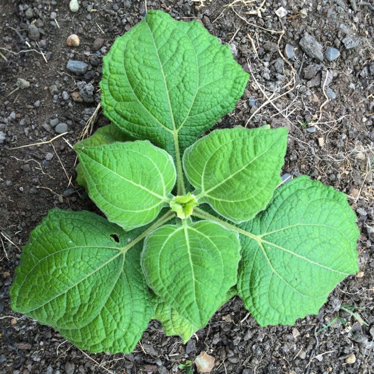 Yacon (Smallanthus sonchifolius) – Cultivariable