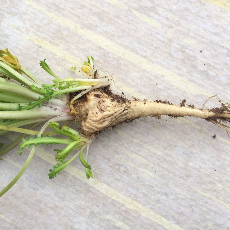 Maca (Lepidium meyenii) – Cultivariable