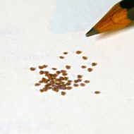 Oca (Oxalis tuberosa) – Cultivariable