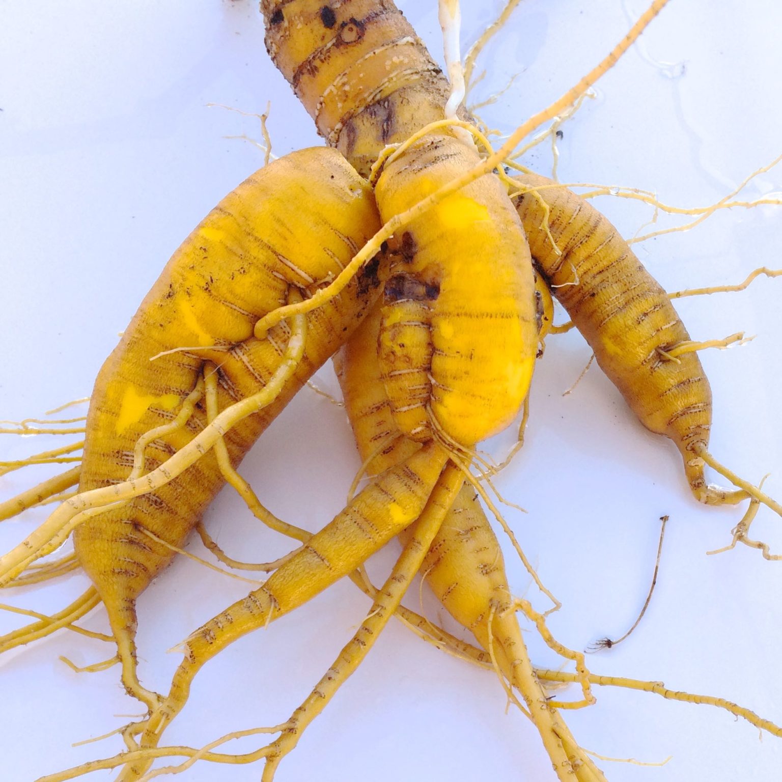 Mauka (Mirabilis expansa) – Cultivariable