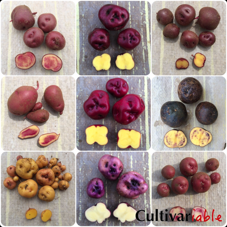 Mixed True Potato Seeds (TPS), Diploid, Wide Mix, 100 seeds – Cultivariable