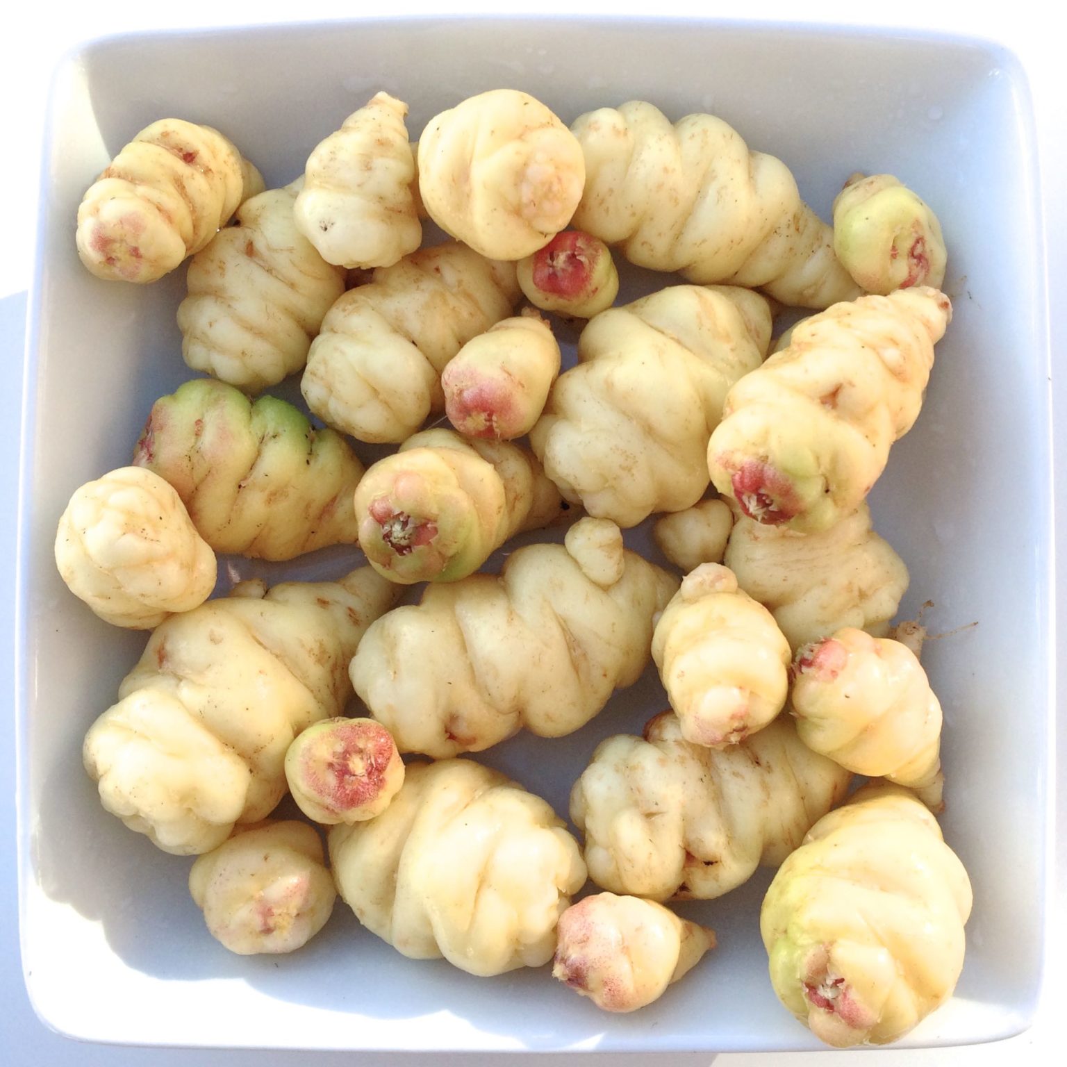 Mashua Varieties – Cultivariable