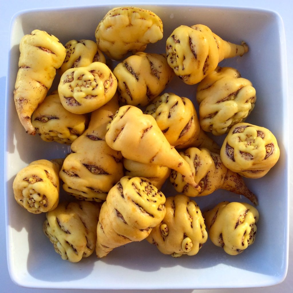 Mashua, Lima, 2 tubers – Cultivariable