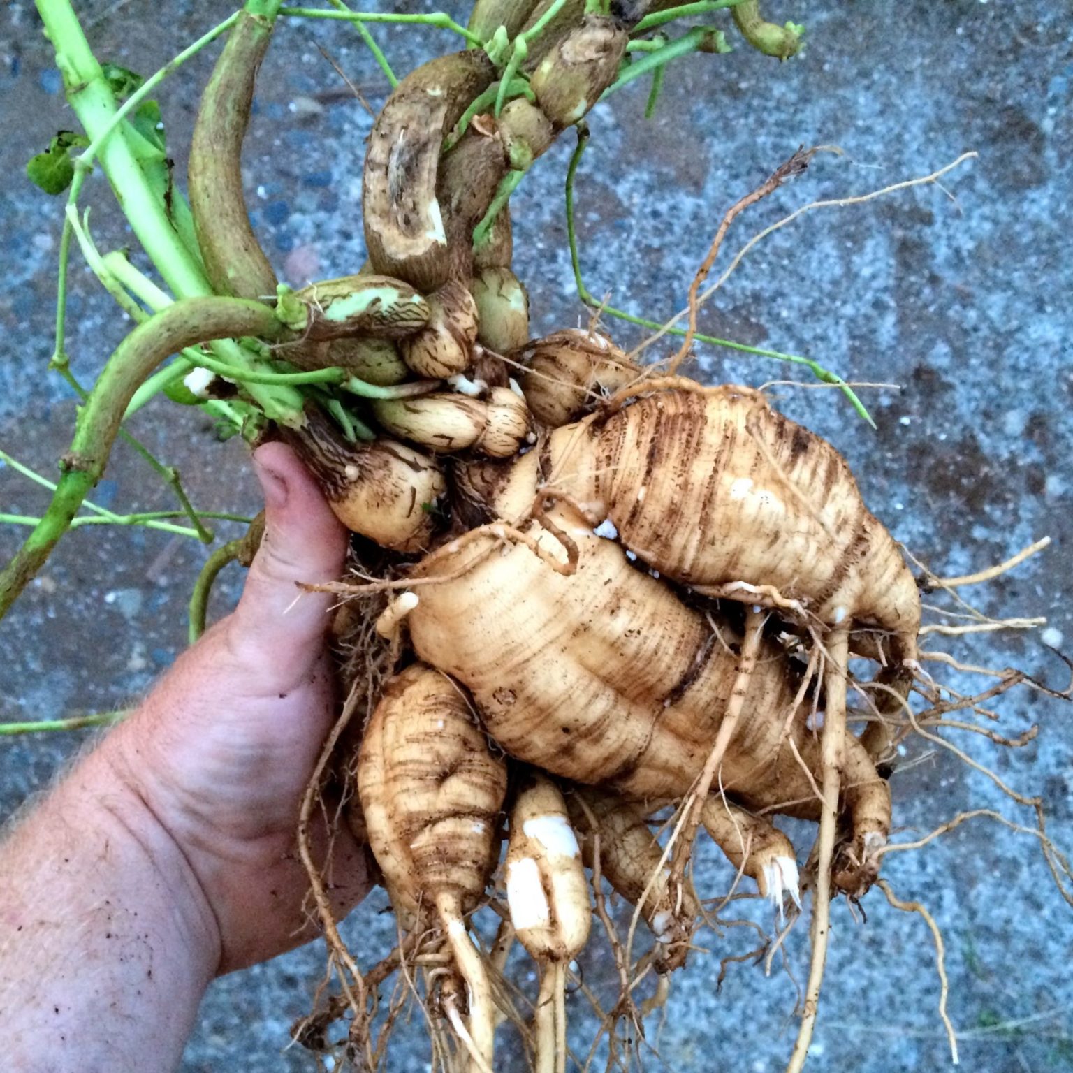 Mauka (Mirabilis expansa) – Cultivariable