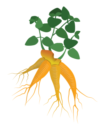 Mauka (Mirabilis expansa) – Cultivariable