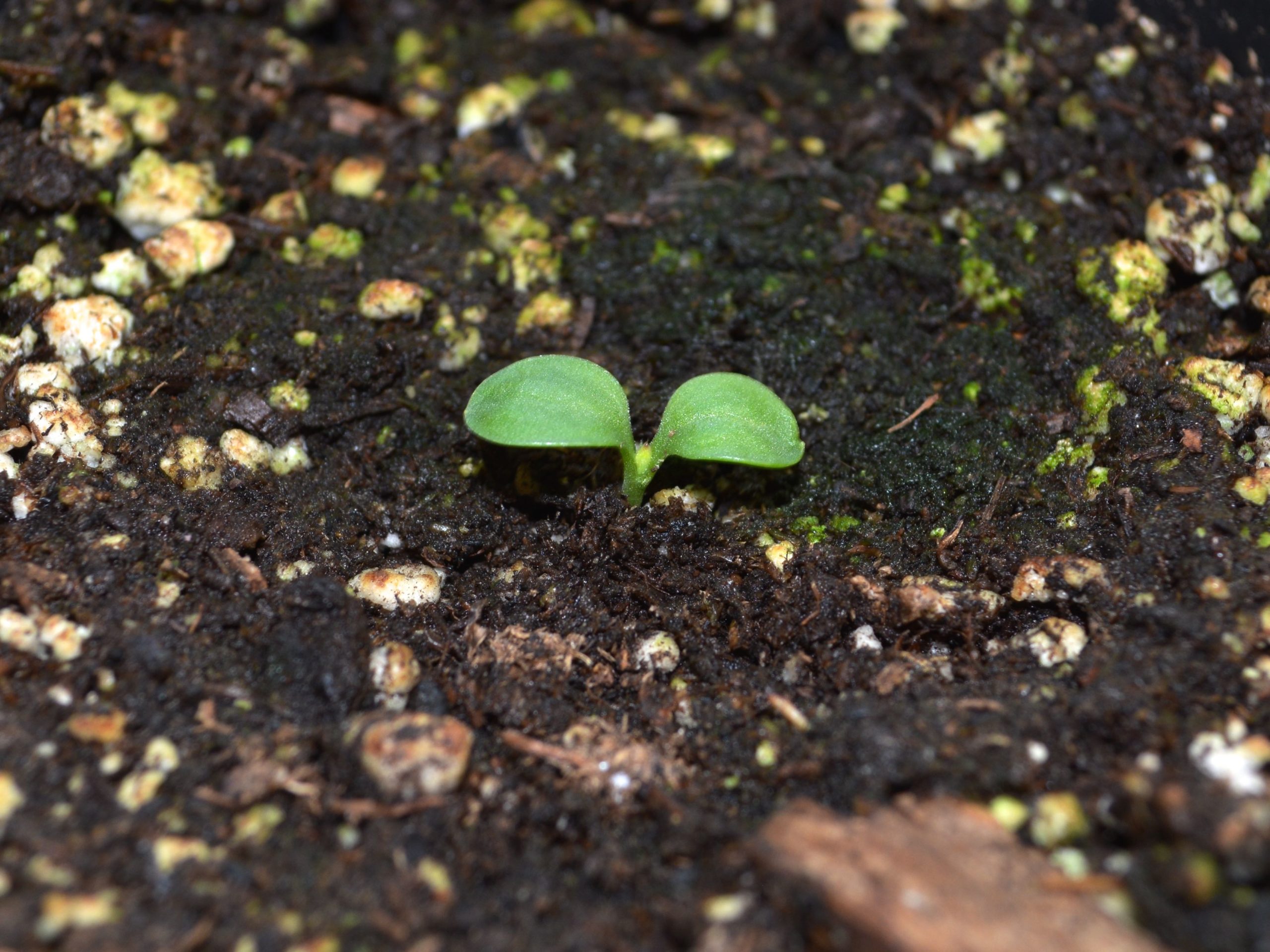 Yacon & Ulluco from Seed - Cultivariable
