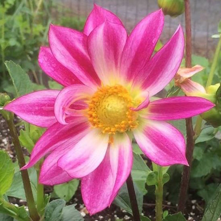 Edible Dahlia (Dahlia spp.) – Cultivariable