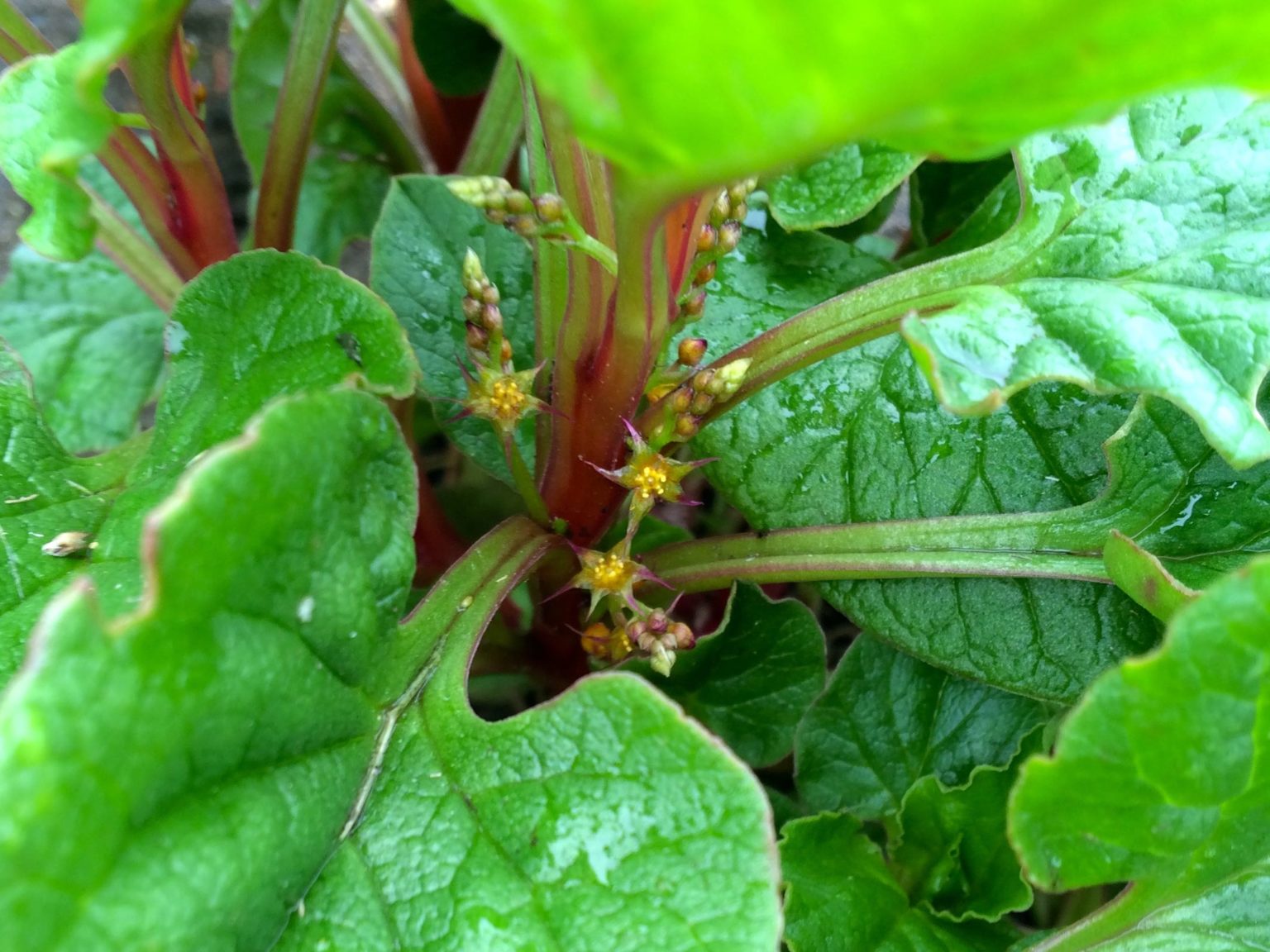 Ulluco (Ullucus tuberosus) - The Cultivariable Growing Guide