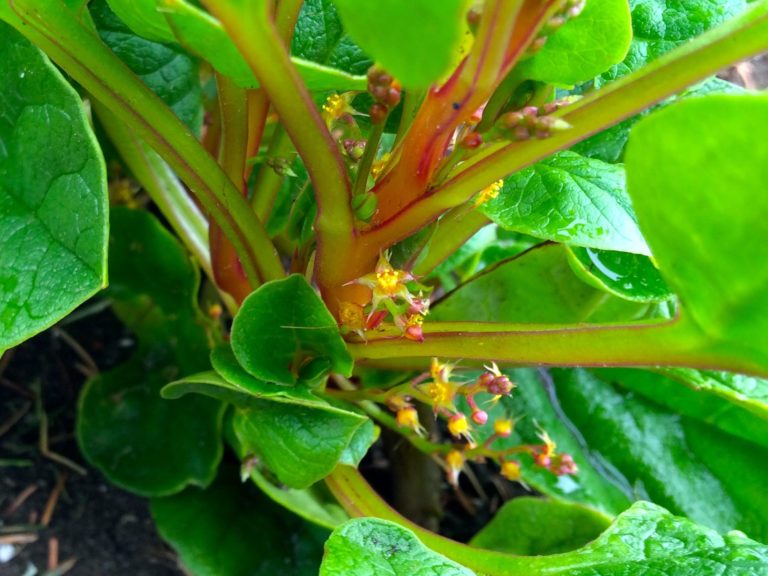 ulluco (Ullucus tuberosus) – Cultivariable