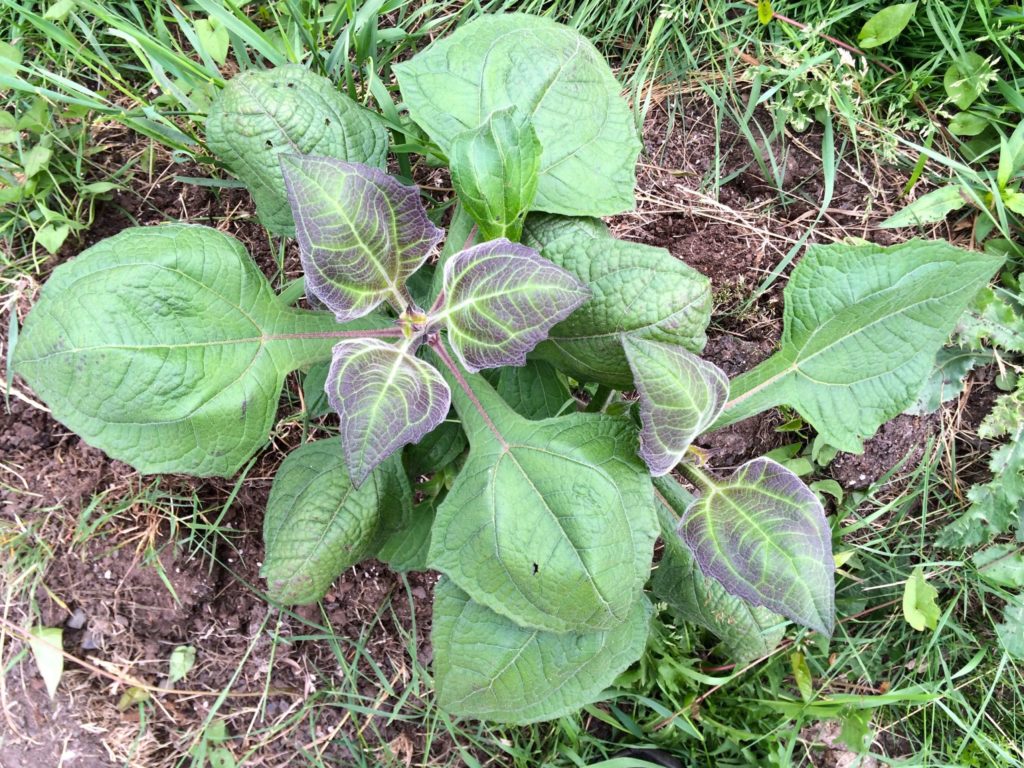 Yacon: Leaves of Three, Let Them Be – Cultivariable