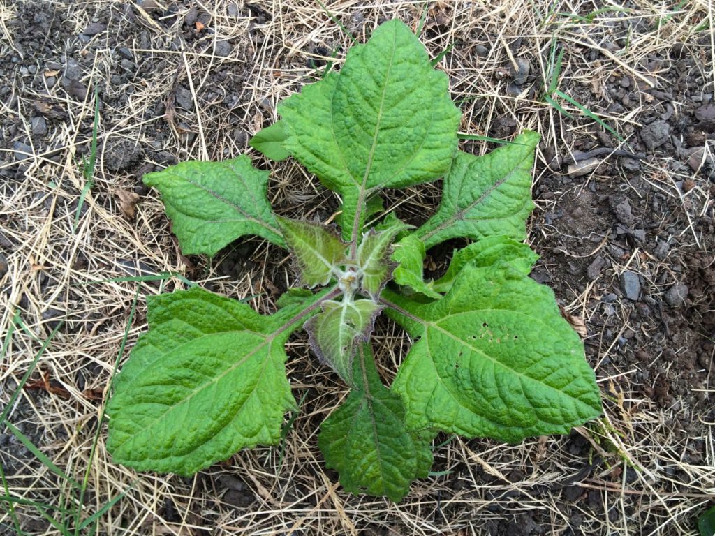 Yacon: Leaves of Three, Let Them Be – Cultivariable