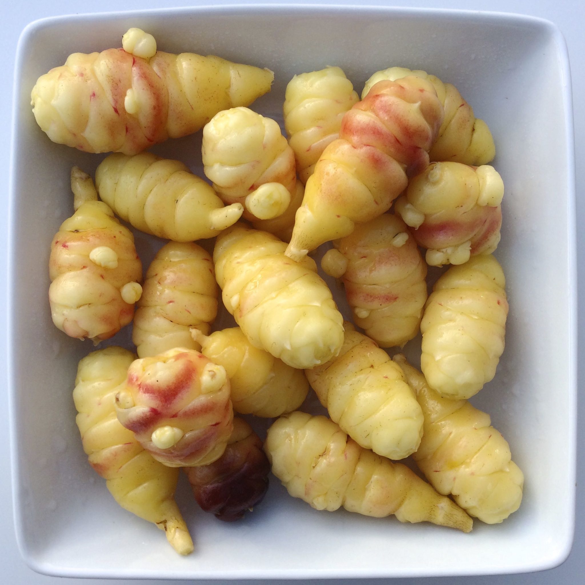 Managing Potato Viruses in Collections - Cultivariable